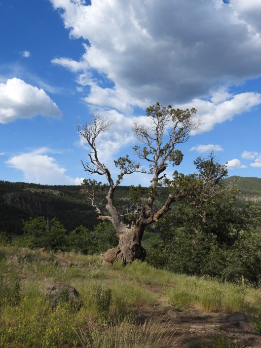 Alpha Schmalpha! | northierthanthou